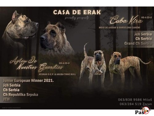 Presa de canario