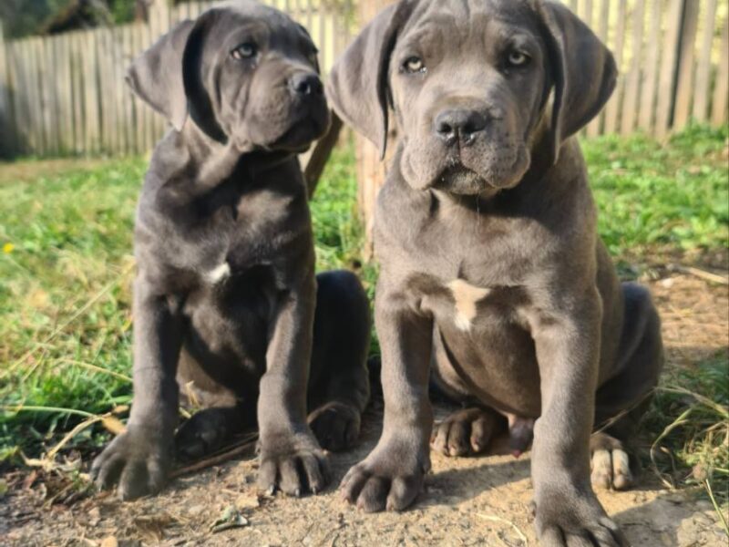 CANE CORSO prelepi štenci