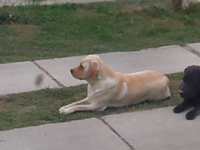 Labrador Retriver, vrhunski štenci