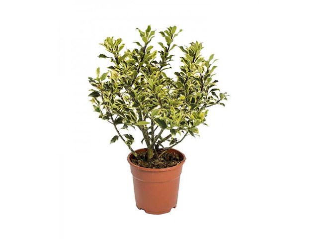 Ilex argentea marginata 30cm