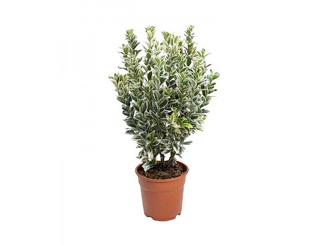 Euonymus fortunei emerald 20cm