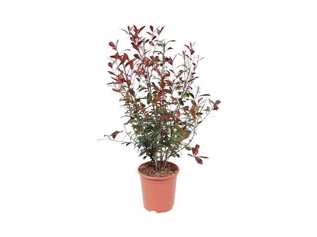 Photinia Red Robin 130cm