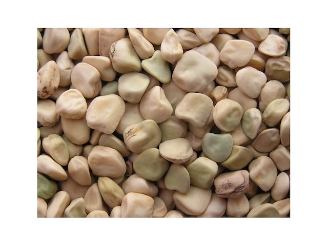 Jari grah-šoder pasulj 100 semena