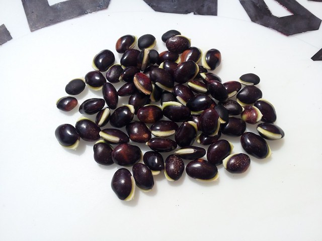 Grašak purpurni 25 semena