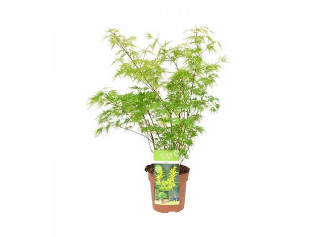 Acer palmatum dissectum 40cm