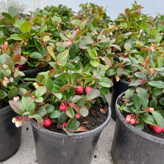 Gaultheria procumbens