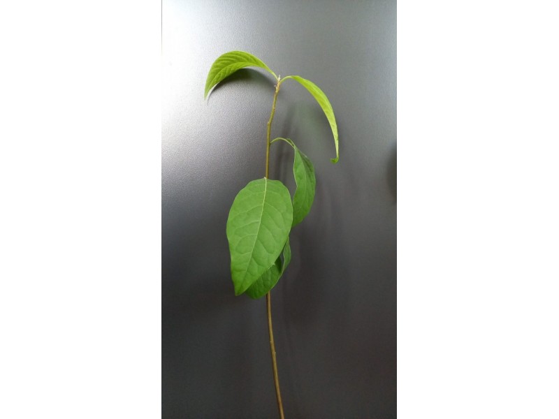 Avokado sadnice (Persea americana)