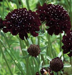 SKABIOSA (SCABIOSA ATROPURPUREA) - 20 SEMENA