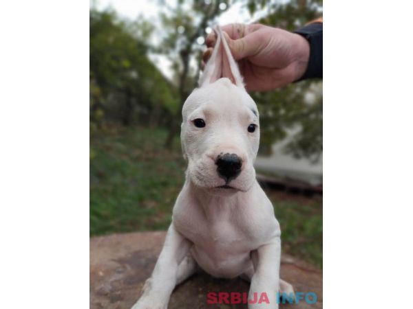 Dogo Argentino štenci