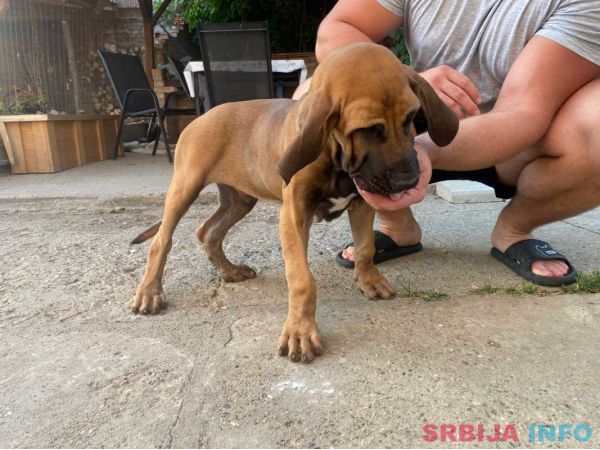 Fila Brasileiro stenci