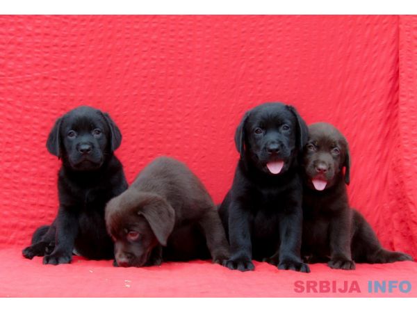 Labrador Retriver TOP PONUDA