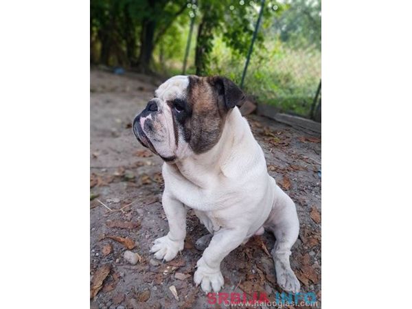 Francuski/Engleski buldozi POKLON/SUVLASNIŠTVO