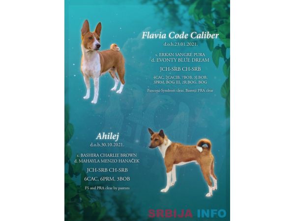 TOP stenci Basenji
