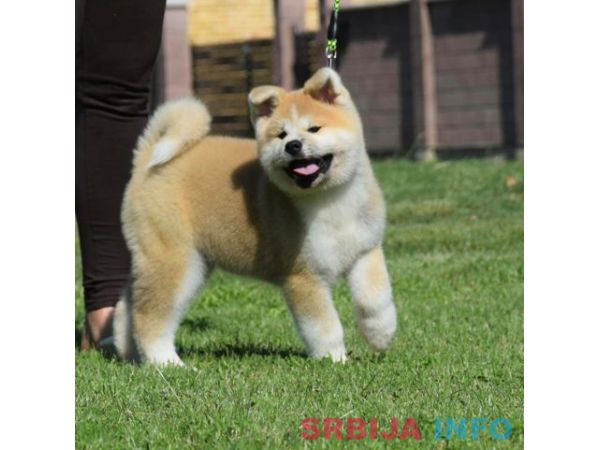 Japanska Akita, muško štene