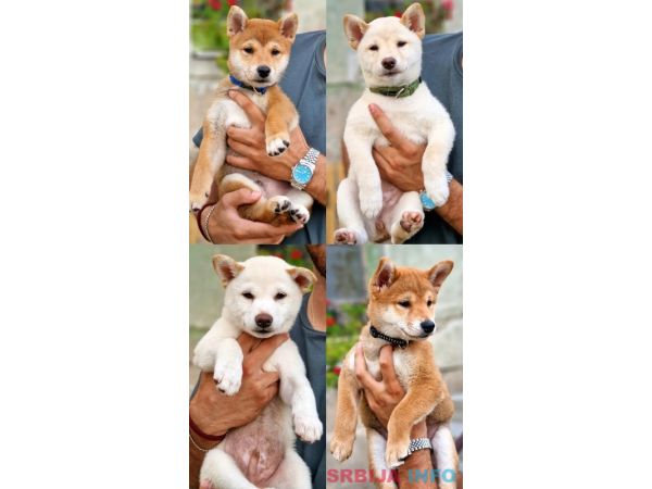 Shiba Inu prelepi štenci