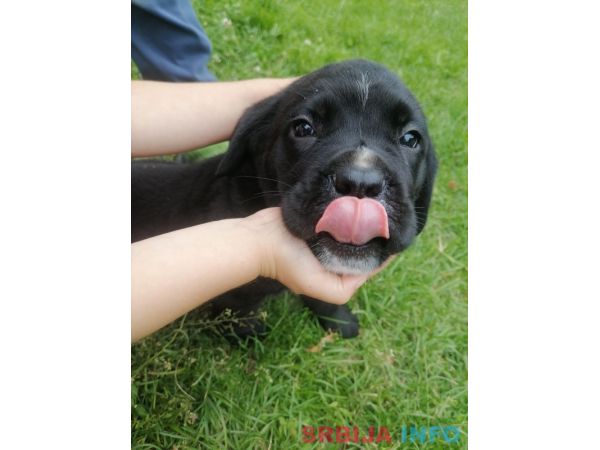 Cane Corso štenci