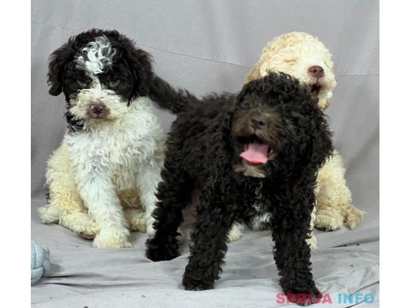 Lagotto Romagnolo PRELEPI štenci