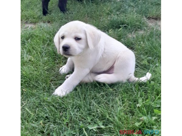 Labrador retriver štenci