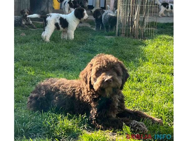 Lagotto Romagnolo SVIH UZRASTA