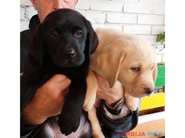 Labrador retriver, vrhunsko leglo