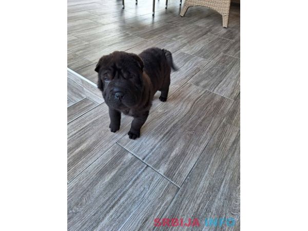 Shar Pei - Šar pej žensko crno štene