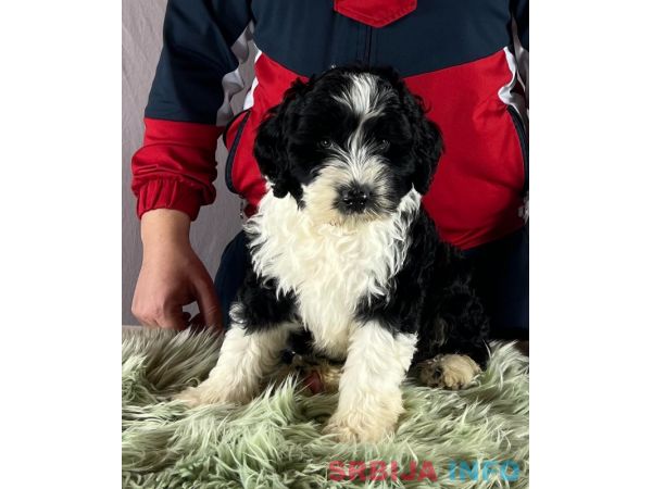 Portugalski vodeni pas - Portuguese Water Dog štenci