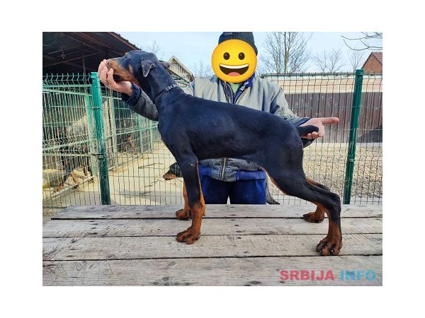 Doberman štenci. Žabalj