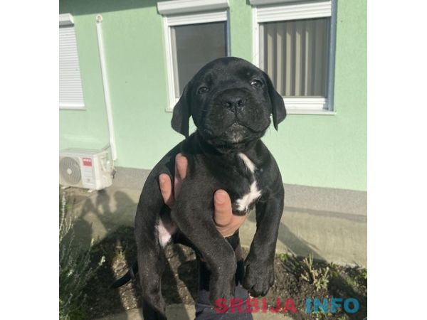 Curug Cane corso štenci