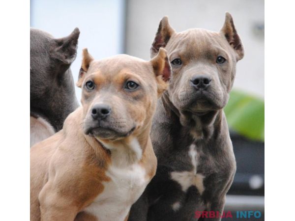 American bully standard