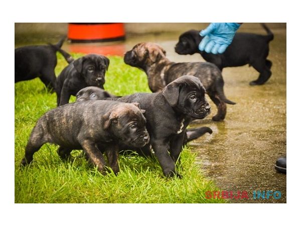 Cane corso štenci