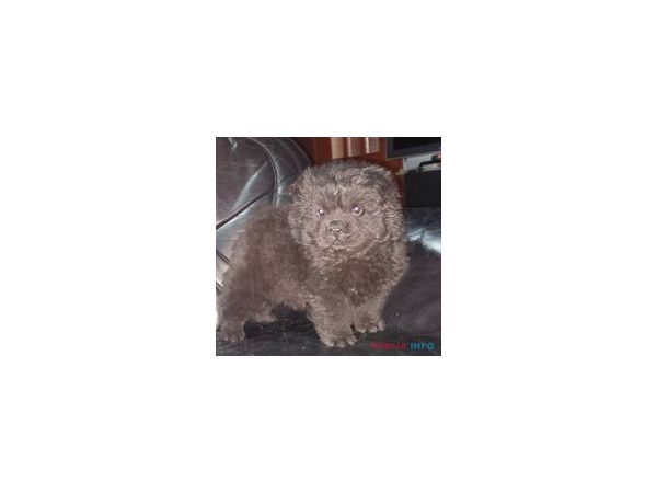 Chow Chow stenci