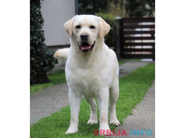 Labrador Retriver štenci