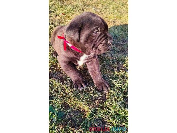 Cane Corso Top