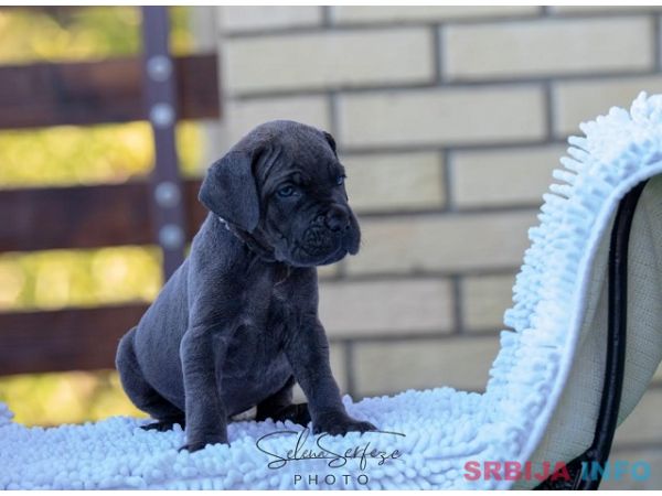 Cane corso