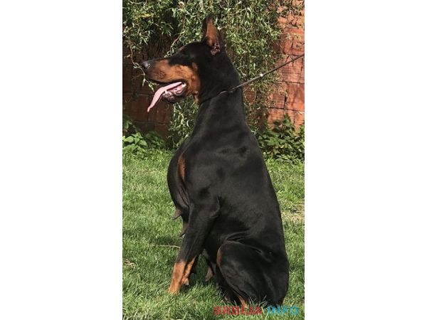 Doberman ( ženka pred teranjem )