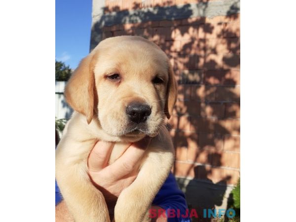 Labrador retriver stenci