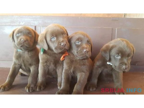Labrador štenci