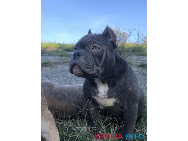 American Bully Pocket Micro Americki Buli