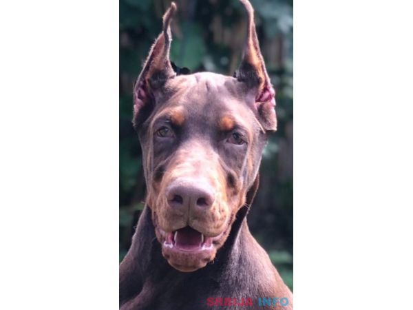 Doberman štene, 3 meseca!