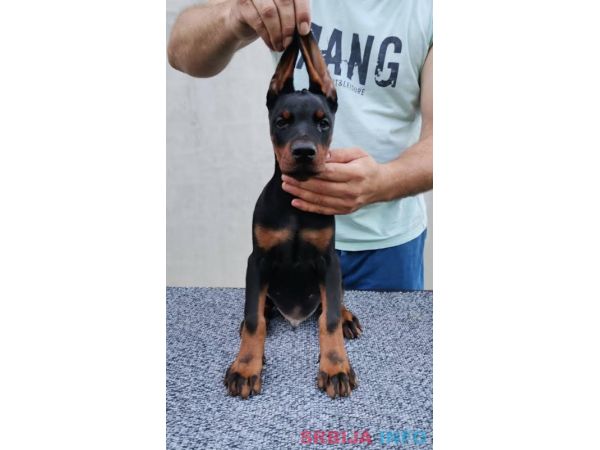 Doberman