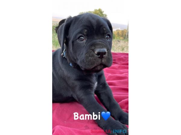 Stenci Cane Corso na prodaju