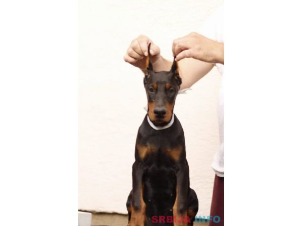 Doberman štenci