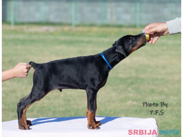 Doberman štenci