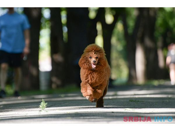 Crvena toy pudla, šampionskog porekla