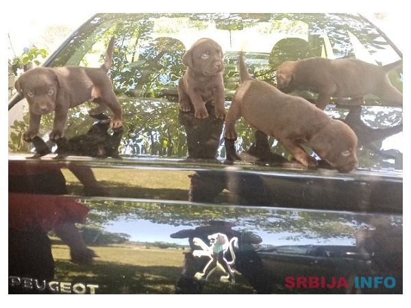 Labrador štenci