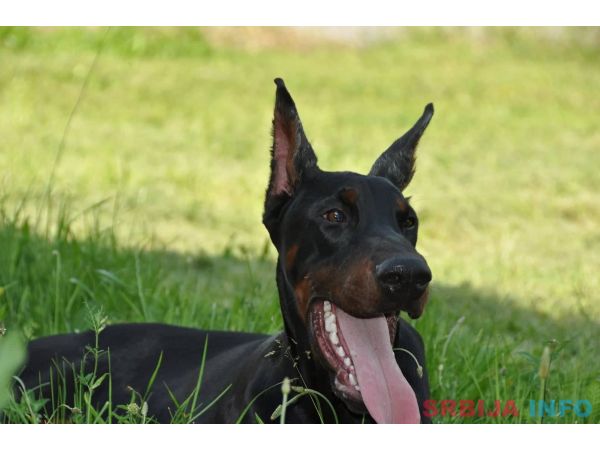 Doberman štenci