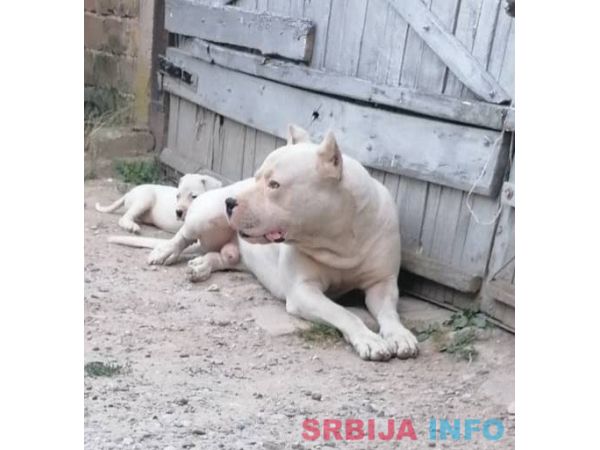 Dogo argentino stenci