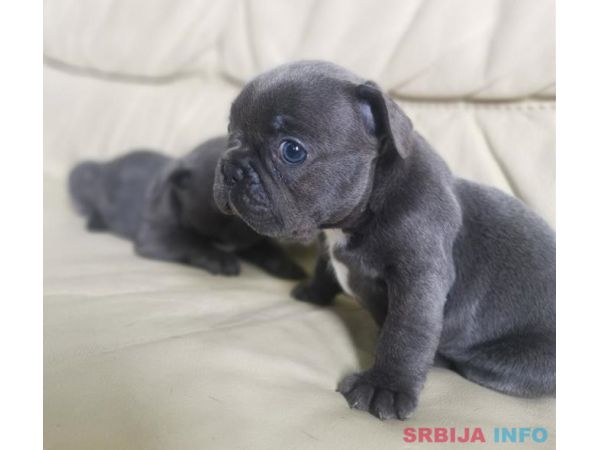Francuski Buldog Blue i Blue Fawn