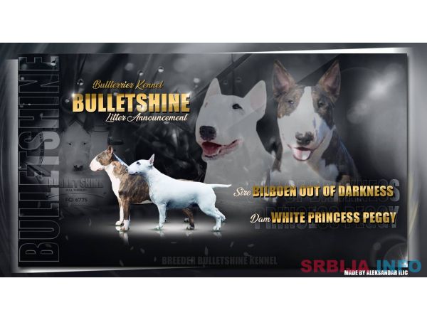 Bull terrier štenci