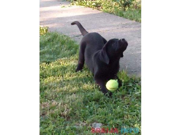 Labrador Retriver